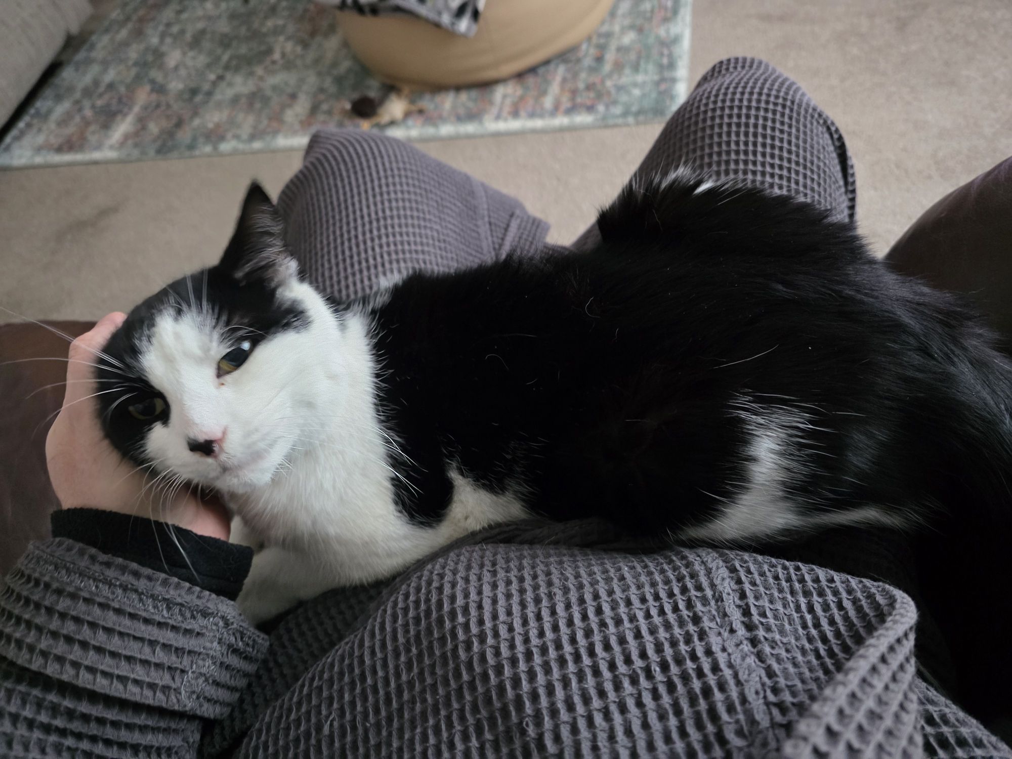 Alana the cat… – PROject Templates